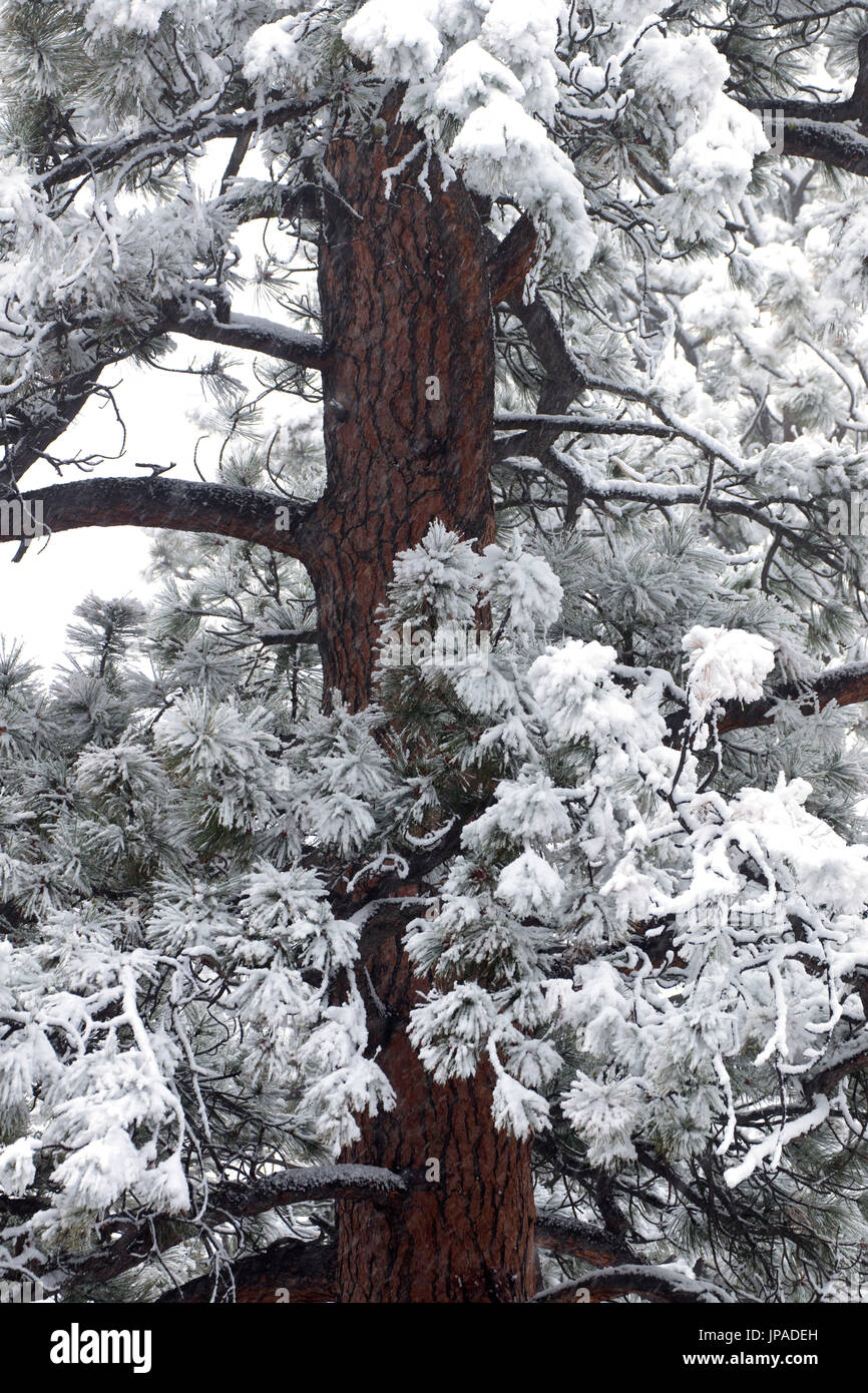 Ponderosa pine snow pinus ponderosa hi-res stock photography and images ...