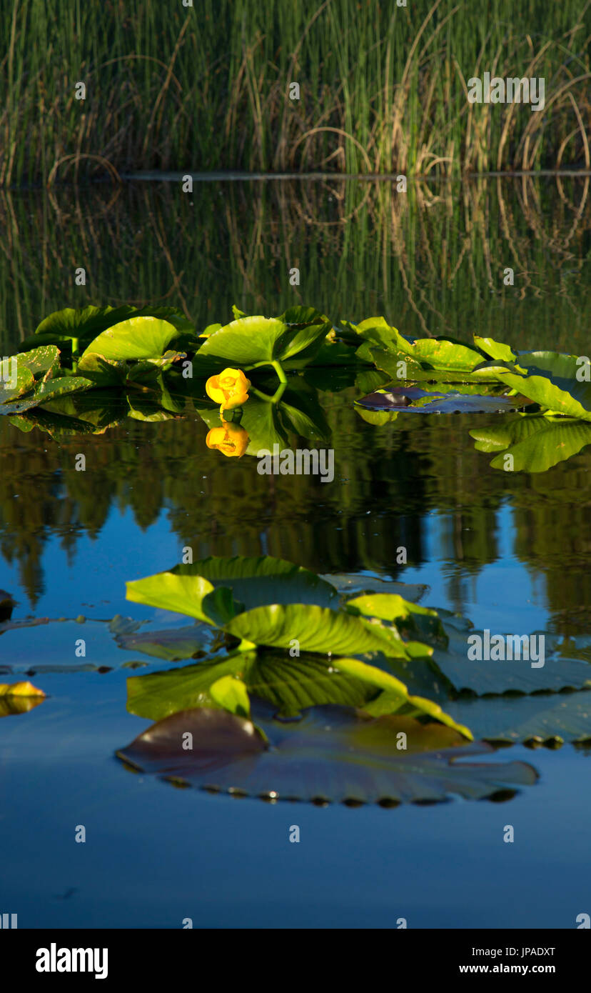 Wocus along Upper Klamath Canoe Trail, Winema National Forest, Volcanic ...