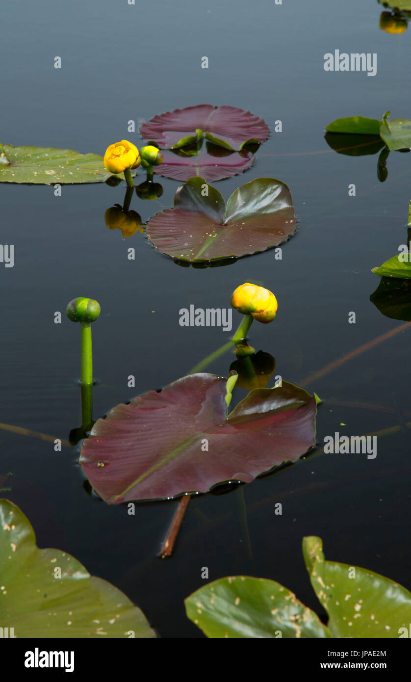 Wocus along Upper Klamath Canoe Trail, Winema National Forest, Volcanic ...