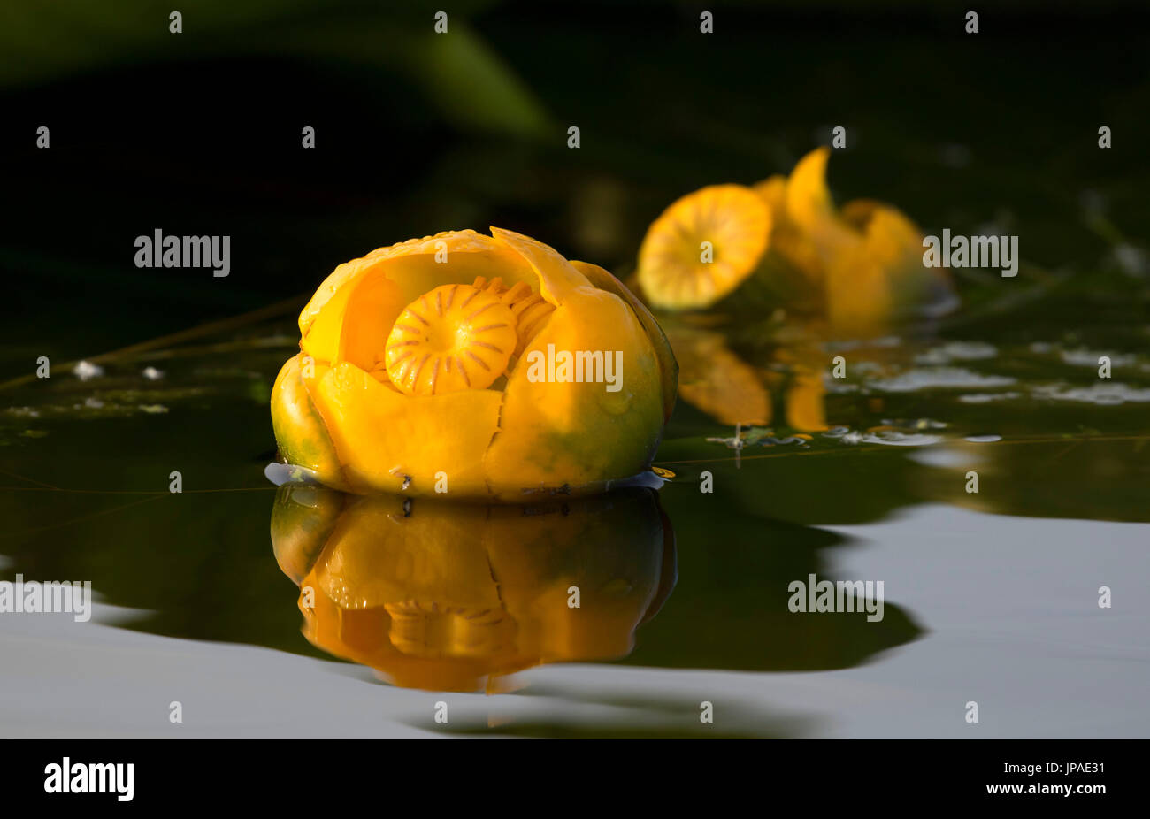 Wocus along Upper Klamath Canoe Trail, Winema National Forest, Volcanic ...