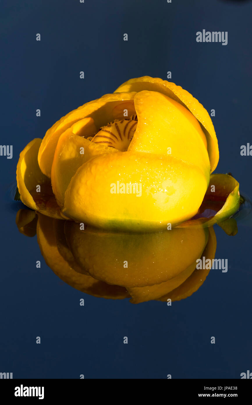 Wocus along Upper Klamath Canoe Trail, Winema National Forest, Volcanic ...