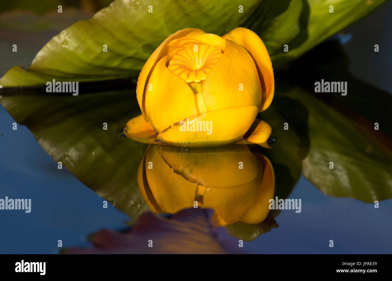 Wocus along Upper Klamath Canoe Trail, Winema National Forest, Volcanic ...