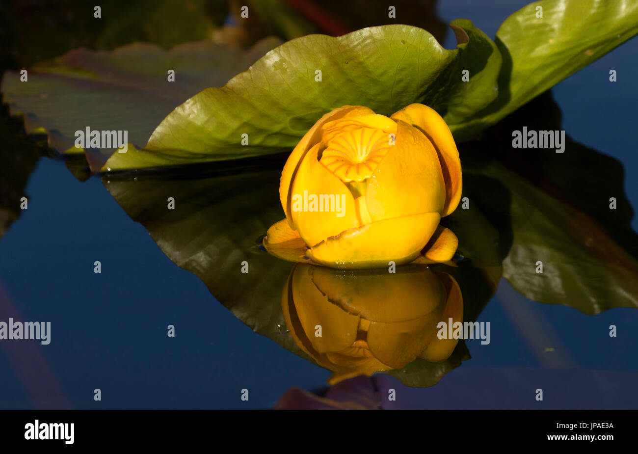 Wocus along Upper Klamath Canoe Trail, Winema National Forest, Volcanic ...