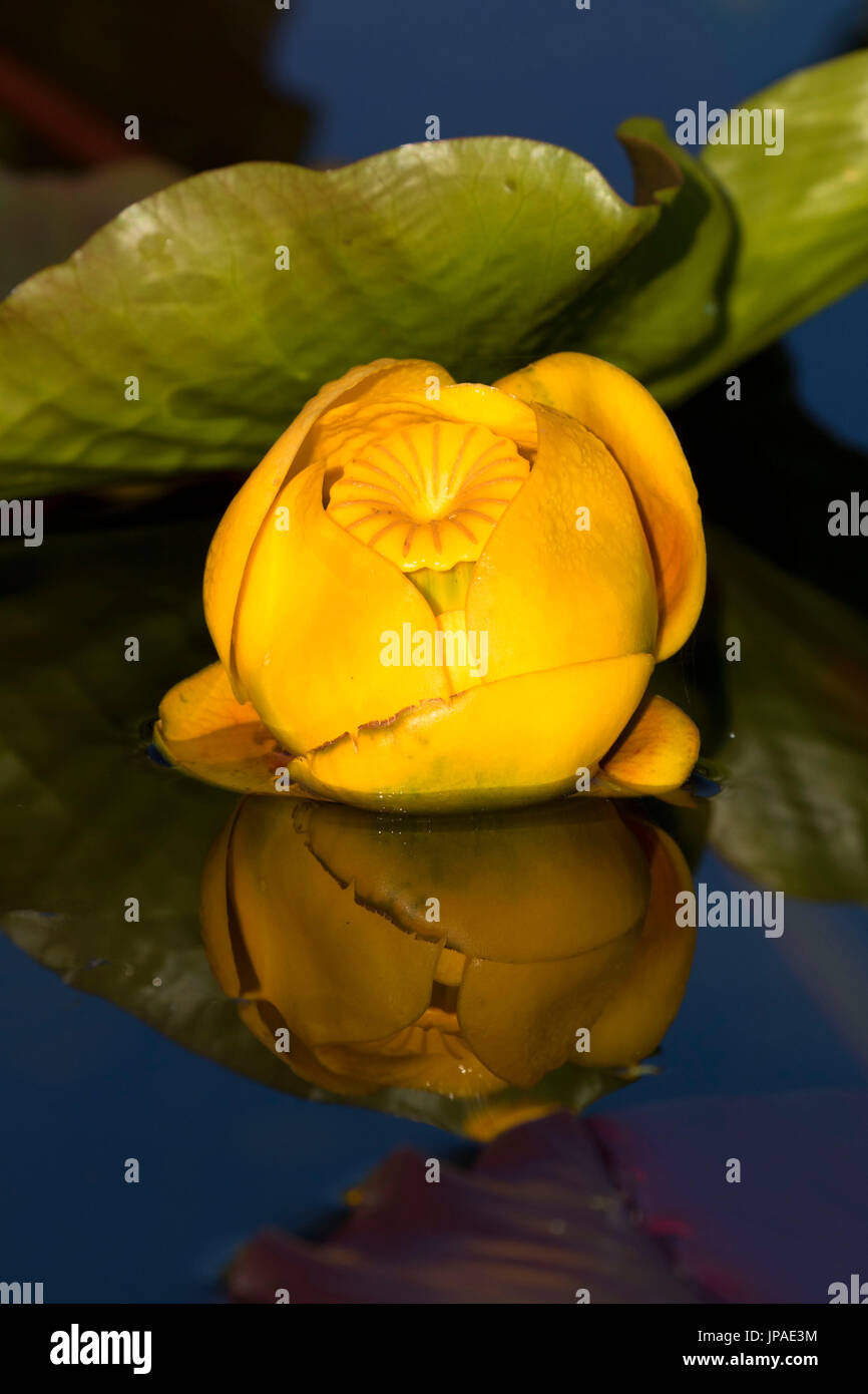Wocus along Upper Klamath Canoe Trail, Winema National Forest, Volcanic ...