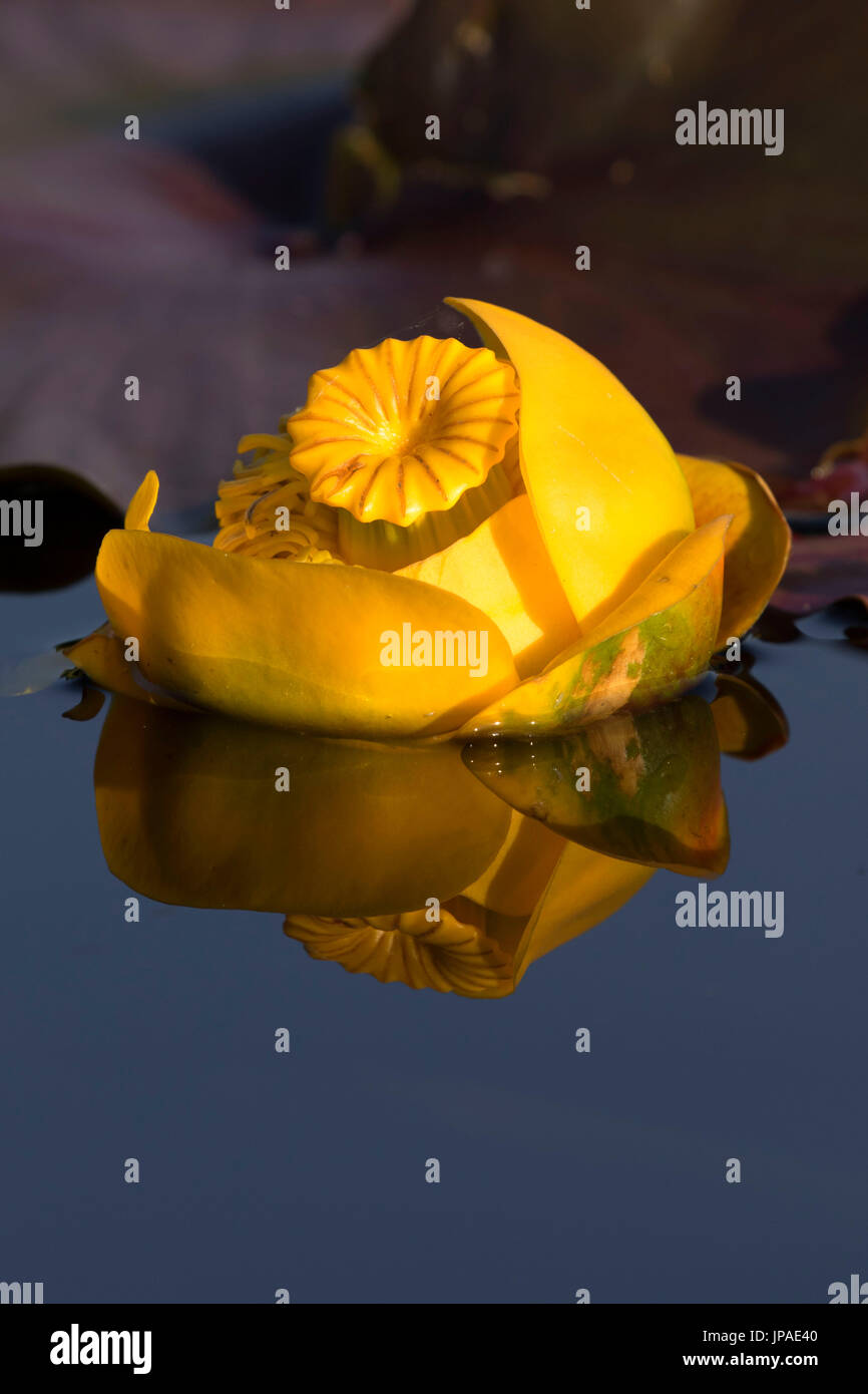 Wocus along Upper Klamath Canoe Trail, Winema National Forest, Volcanic ...