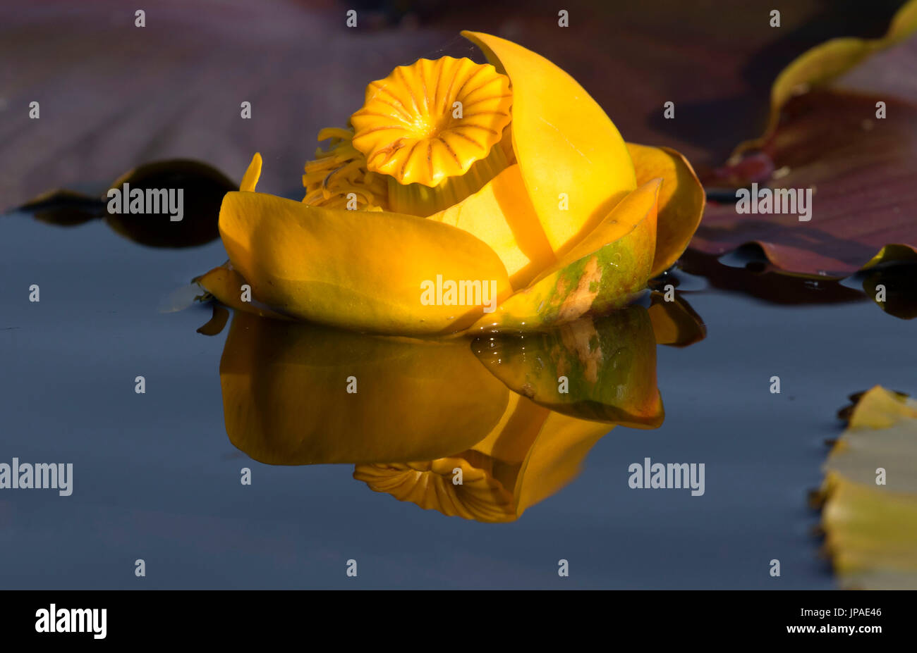 Wocus hi-res stock photography and images - Alamy