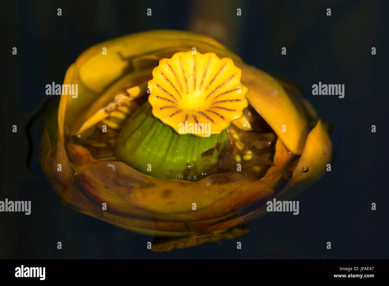 Wocus along Upper Klamath Canoe Trail, Winema National Forest, Volcanic ...