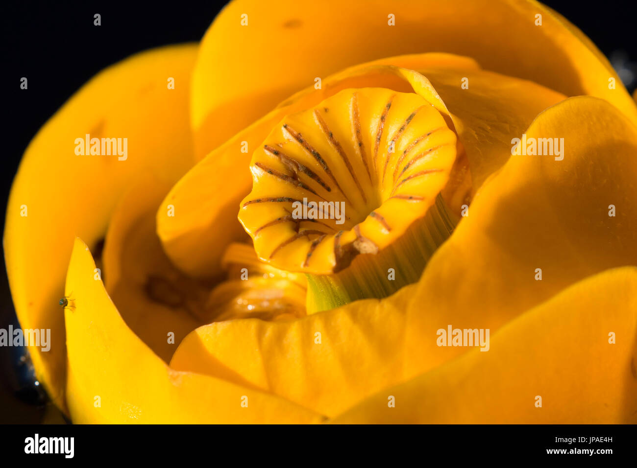 Wocus hi-res stock photography and images - Alamy
