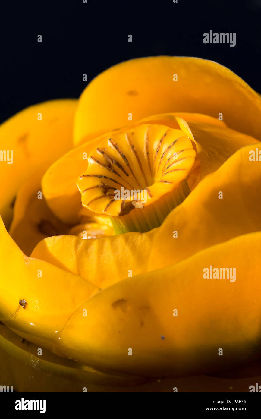 Wocus hi-res stock photography and images - Alamy