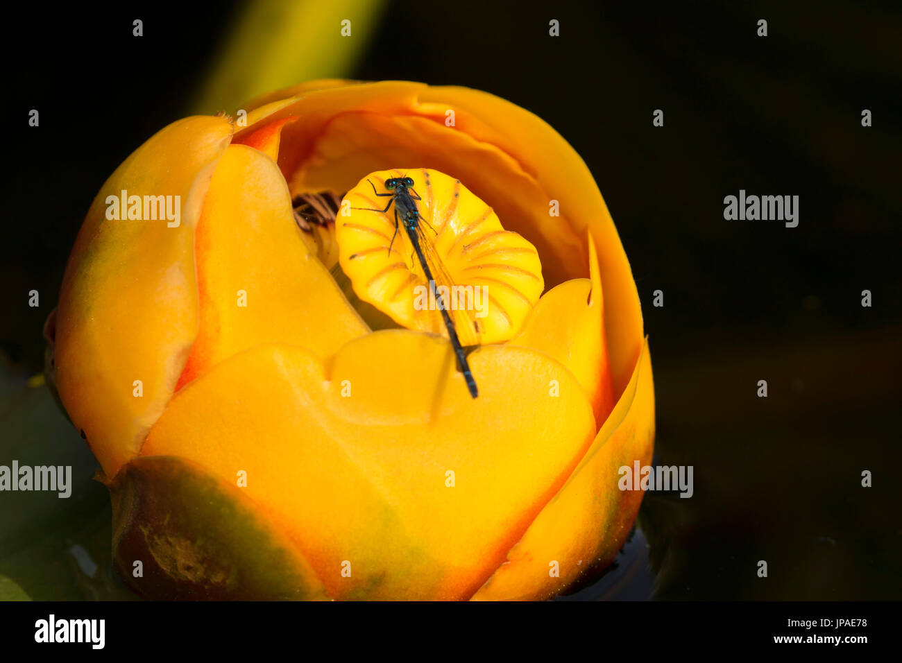 Wocus hi-res stock photography and images - Alamy