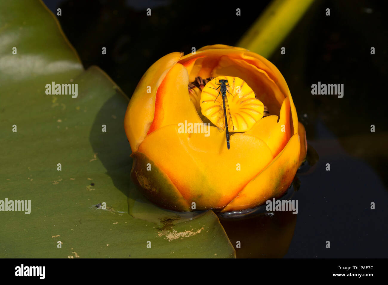 Wocus hi-res stock photography and images - Alamy