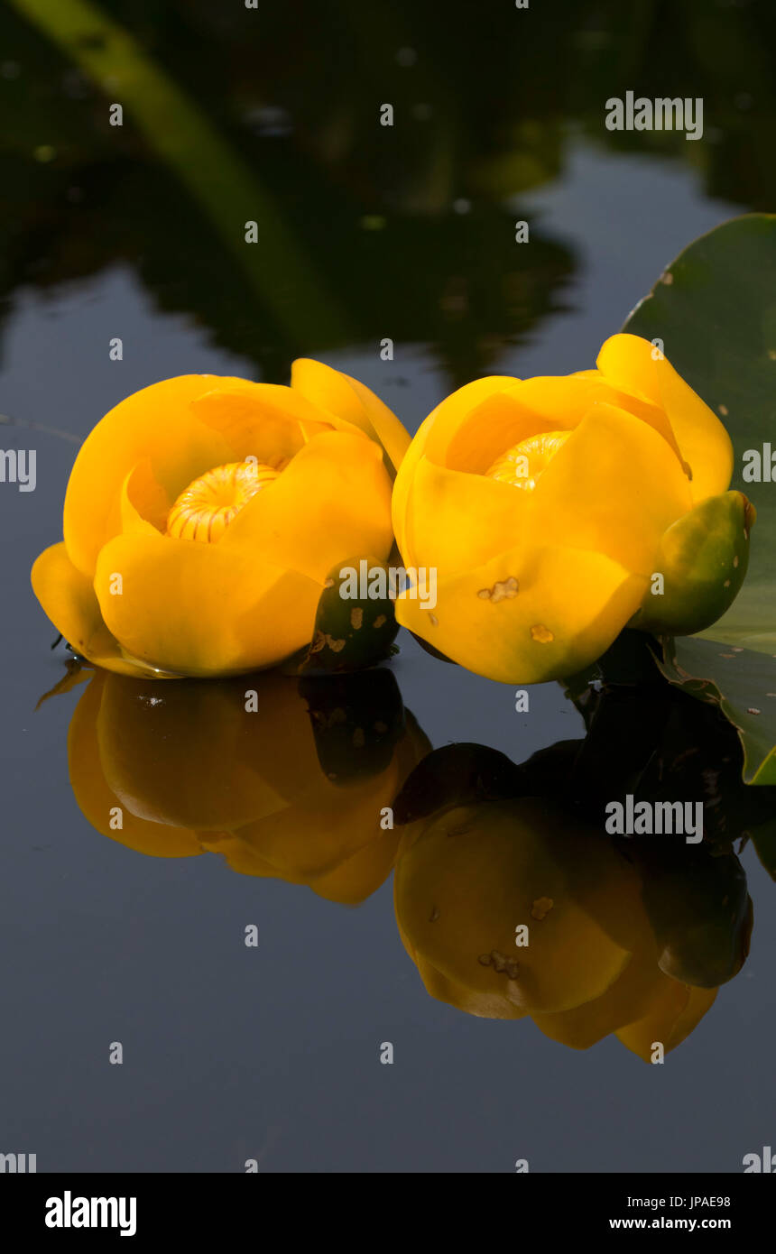 Wocus along Upper Klamath Canoe Trail, Winema National Forest, Volcanic ...