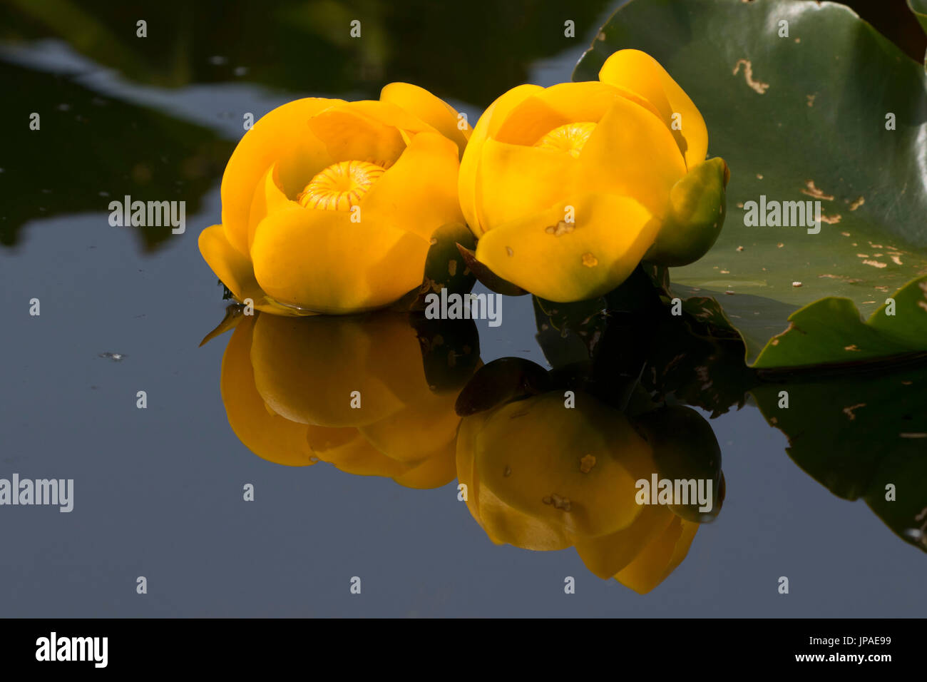 Wocus along Upper Klamath Canoe Trail, Winema National Forest, Volcanic ...