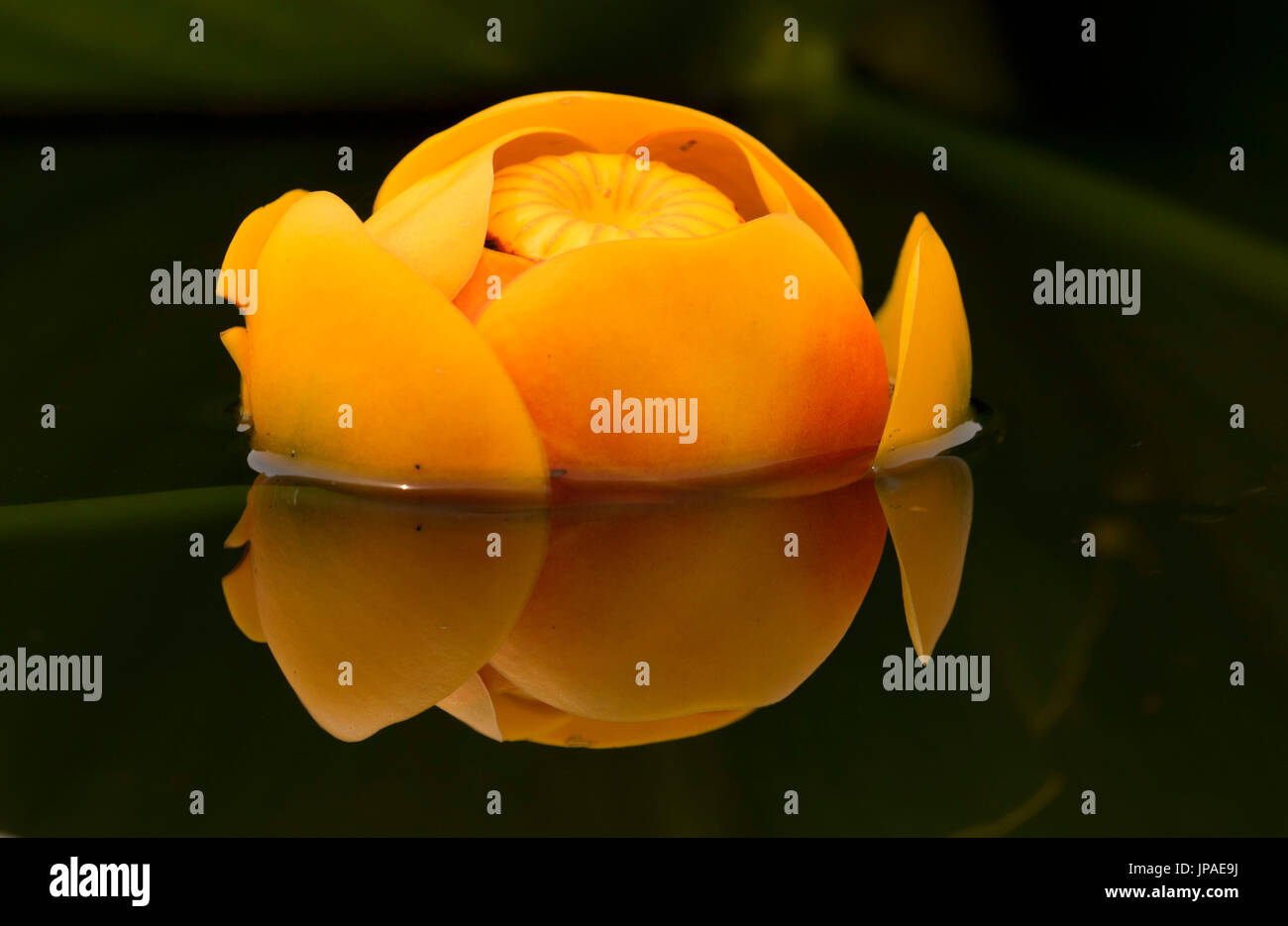 Wocus hi-res stock photography and images - Alamy