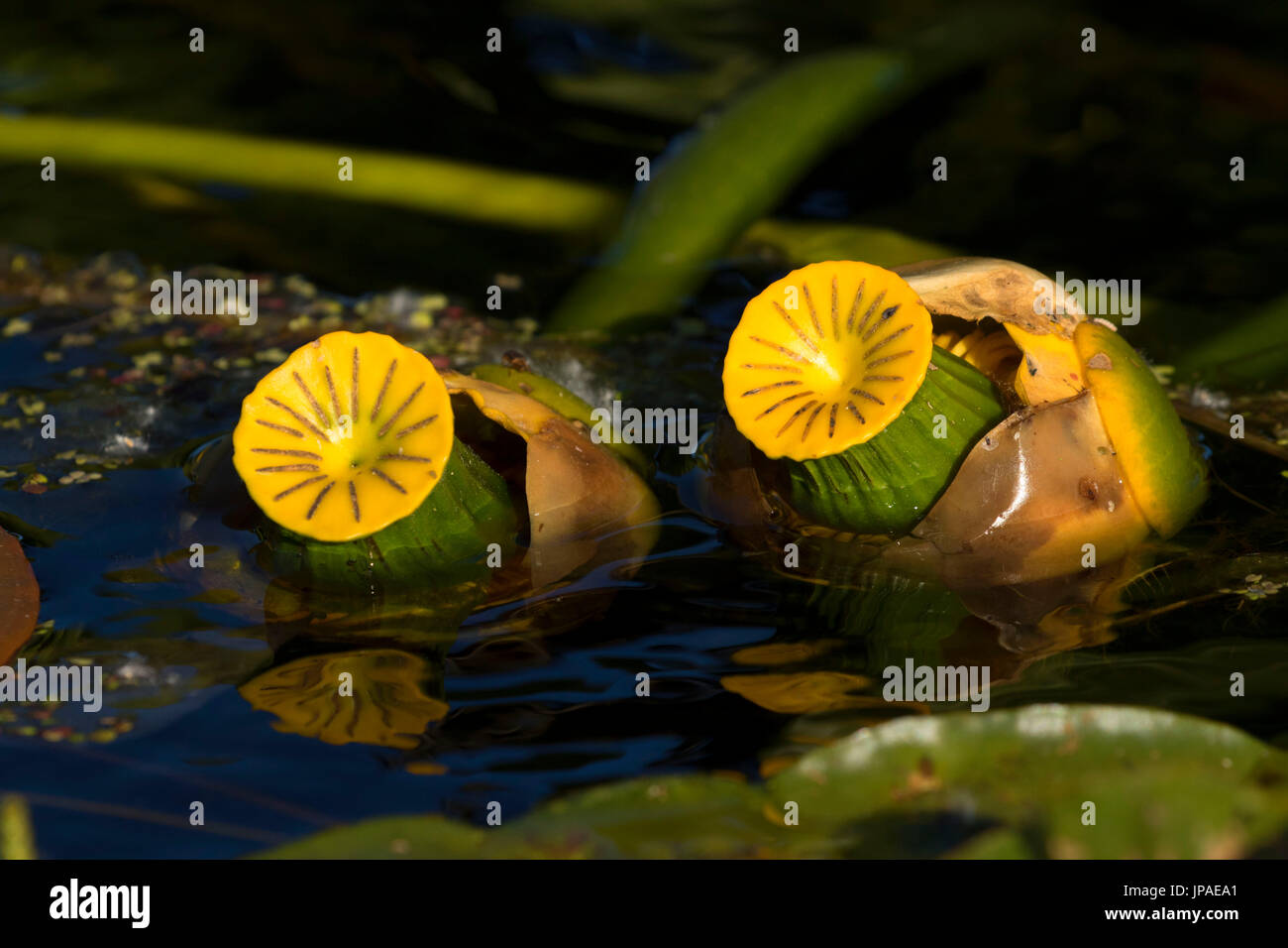 Wocus, Wood River Wetland, Klamath Falls District Bureau of Land ...