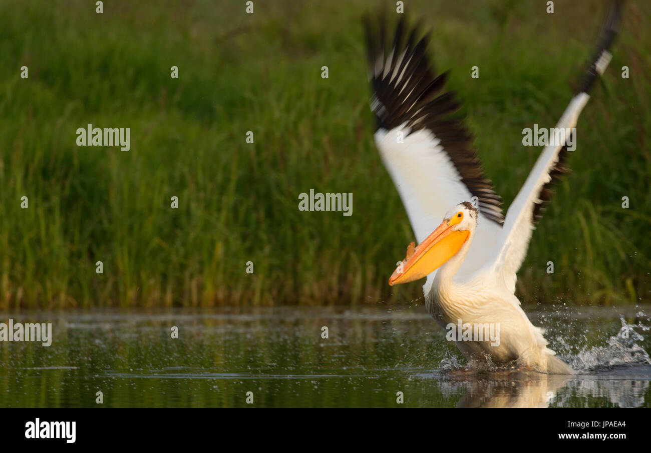 American white pelican (Pelecanus erythrorhynchos), Wood River Wetland ...