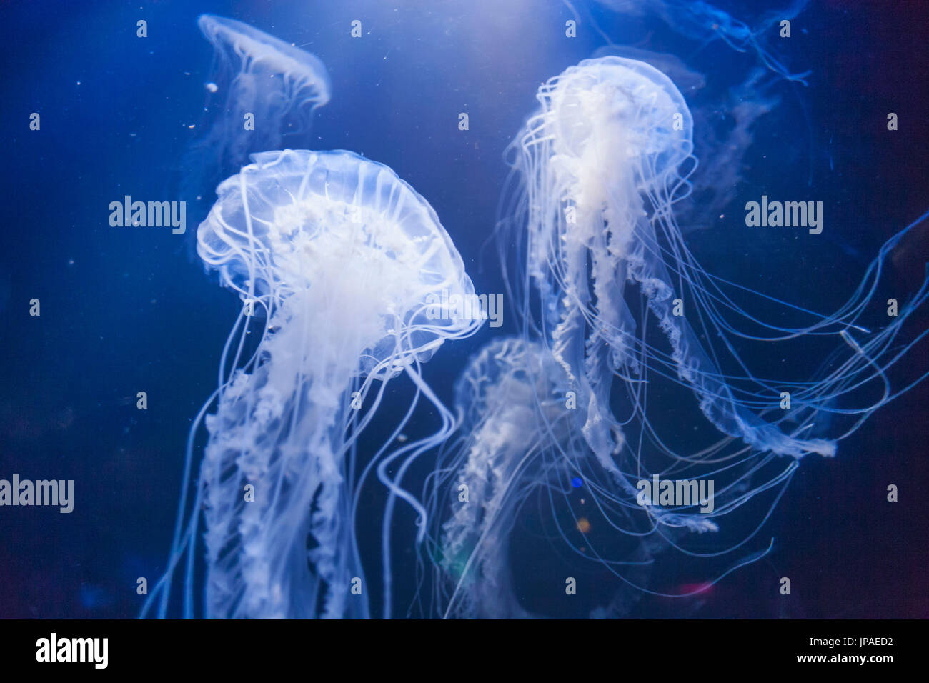 Atlantic Sea Nettle Jellyfish
