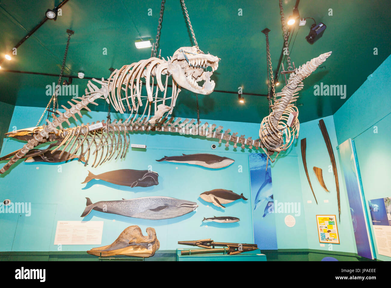 England, East Yorkshire, Kingston upon Hull, The Maritime Museum ...