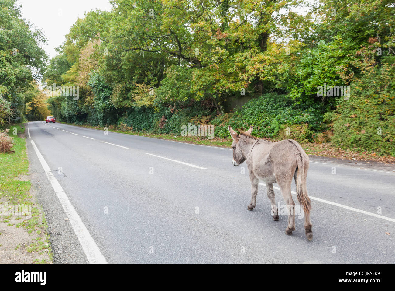 Donkey Walking On Road High Resolution Stock Photography and Images - Alamy