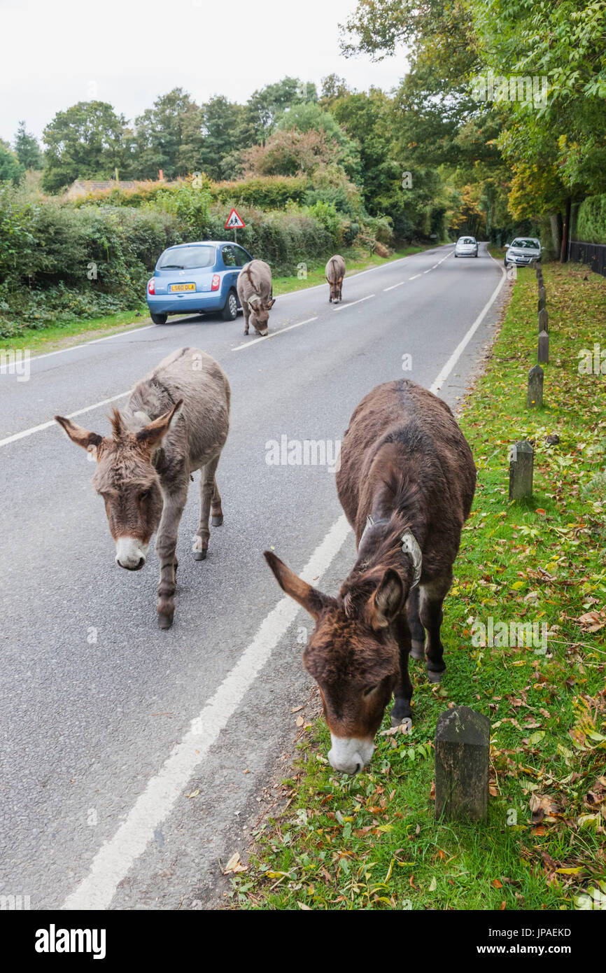 Donkey walking on road hi-res stock photography and images - Alamy