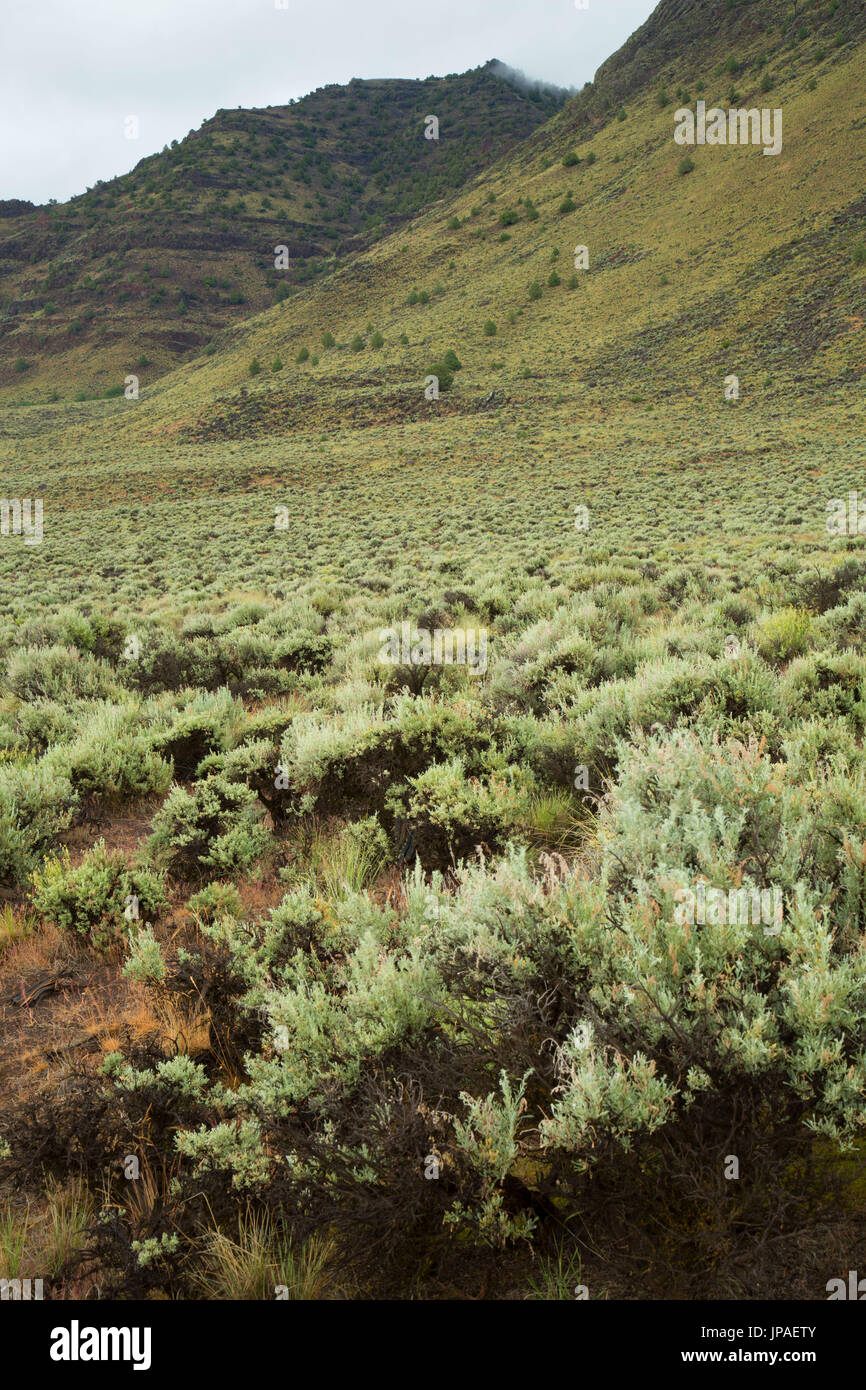 Sagebrush at Hart Mountain, Hart Mountain National Antelope Refuge ...