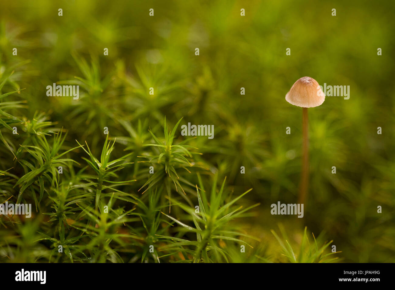 Small fungus grows between moss Stock Photo - Alamy
