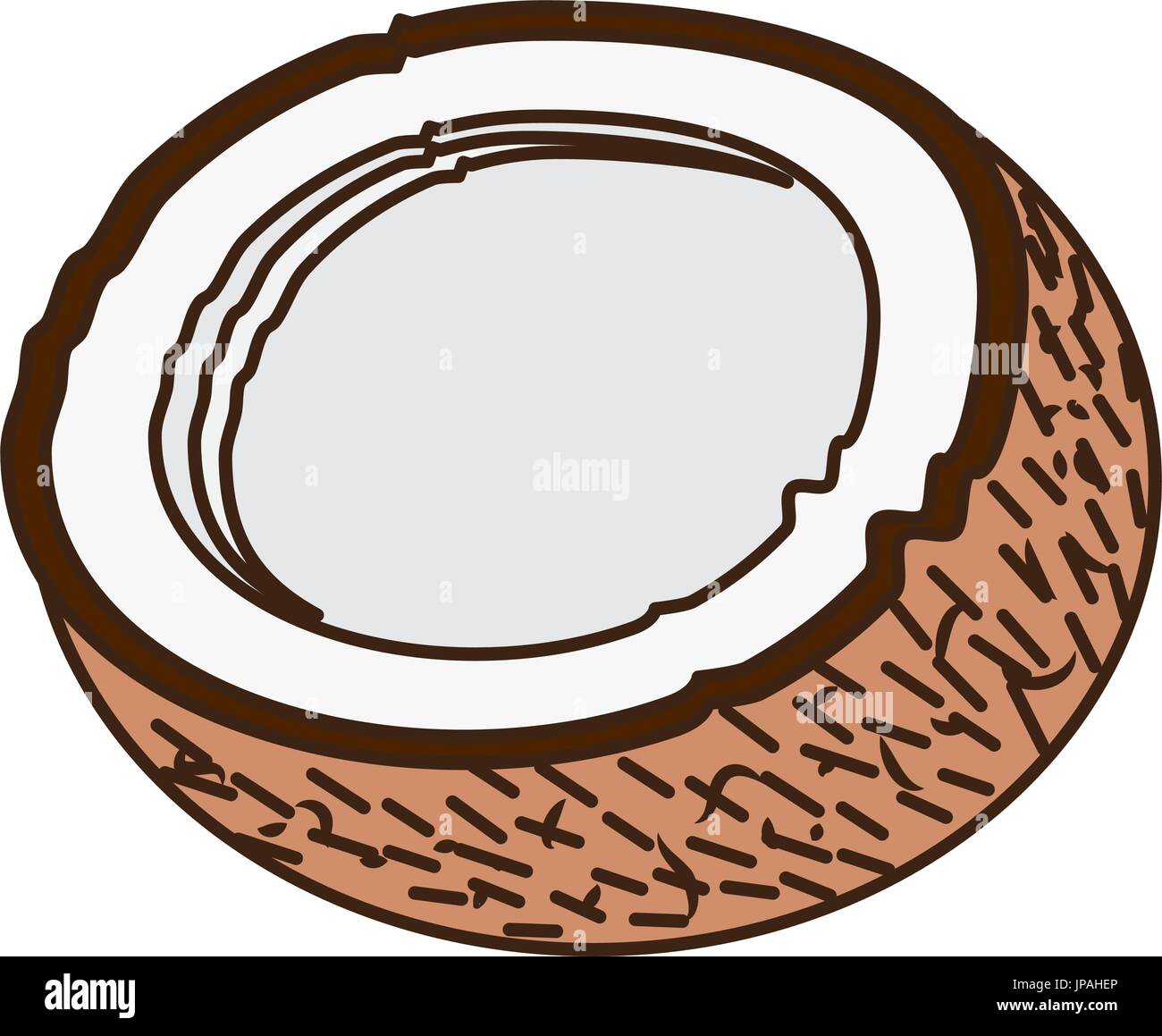 Coconut open fruit Stock Vector Image & Art - Alamy