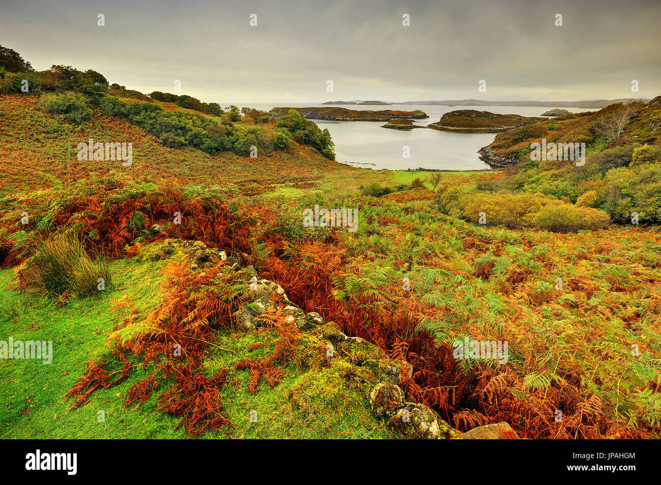 Fern whisk hi-res stock photography and images - Alamy