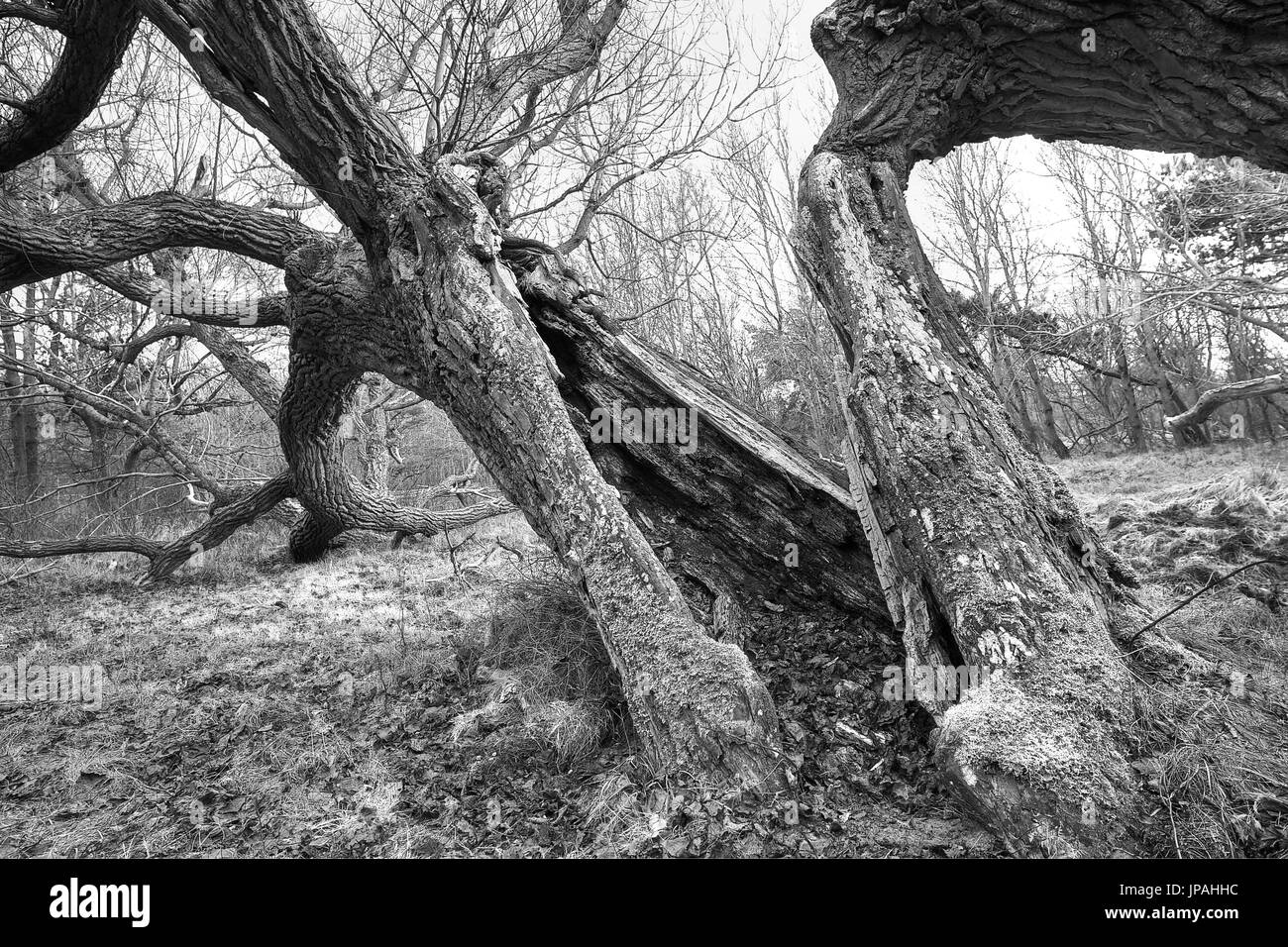 Broken Tree Branch Drawing