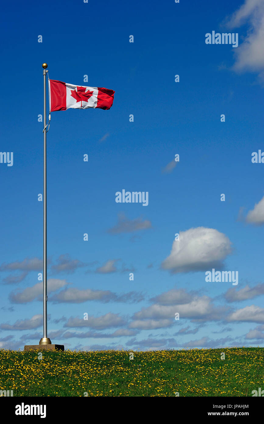 Canadian flag on flower meadow Stock Photo - Alamy