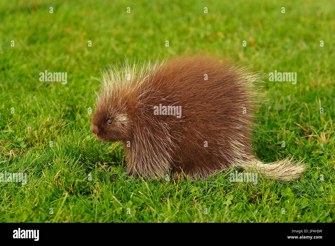 New world porcupine hi-res stock photography and images - Alamy