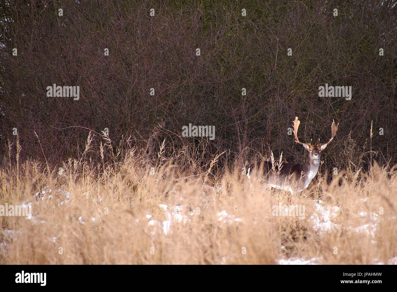 Reed bucks hi-res stock photography and images - Alamy
