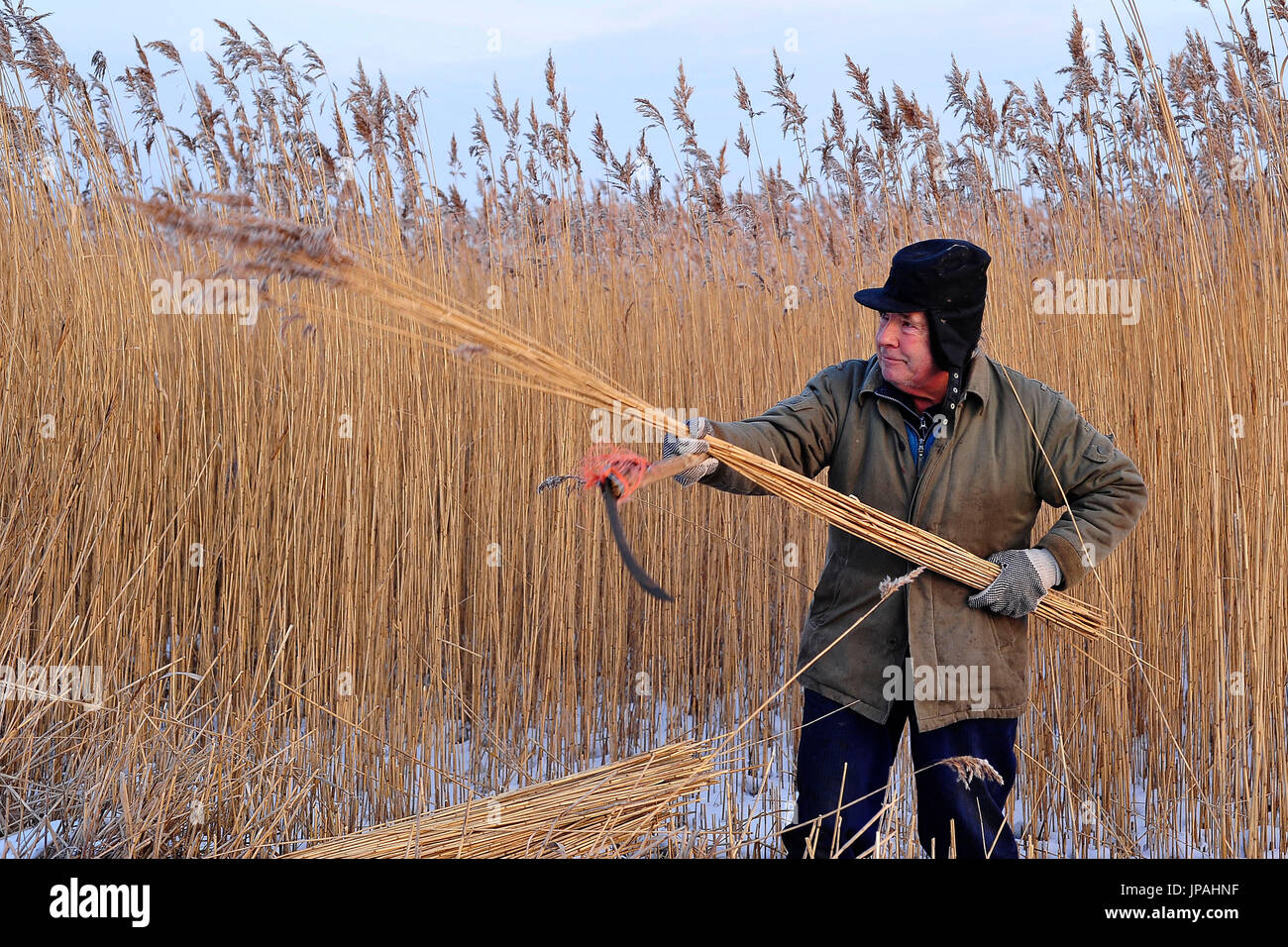 Man with the reed harvest Stock Photo - Alamy