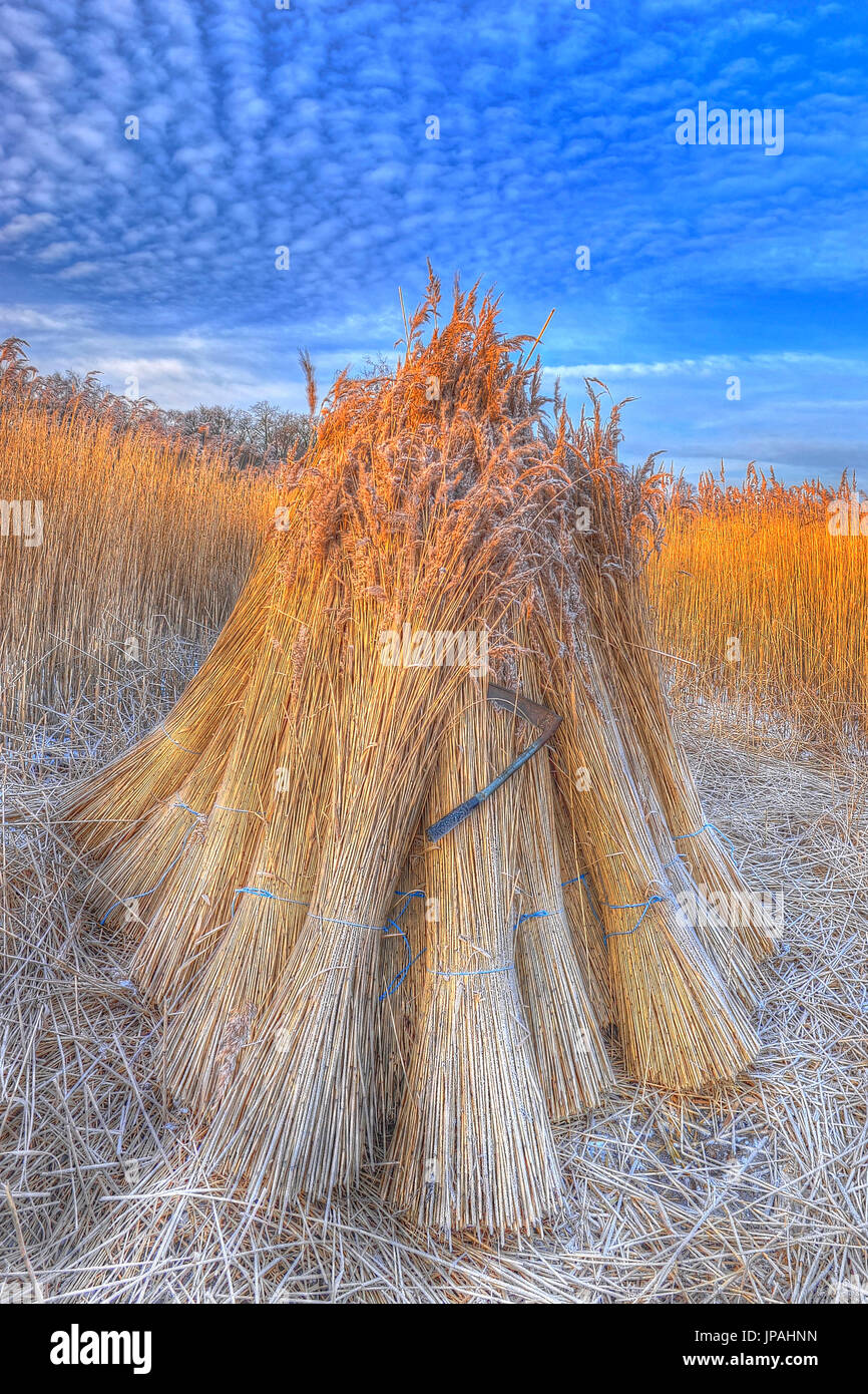 harvested and frozen reeds and sickle Stock Photo - Alamy