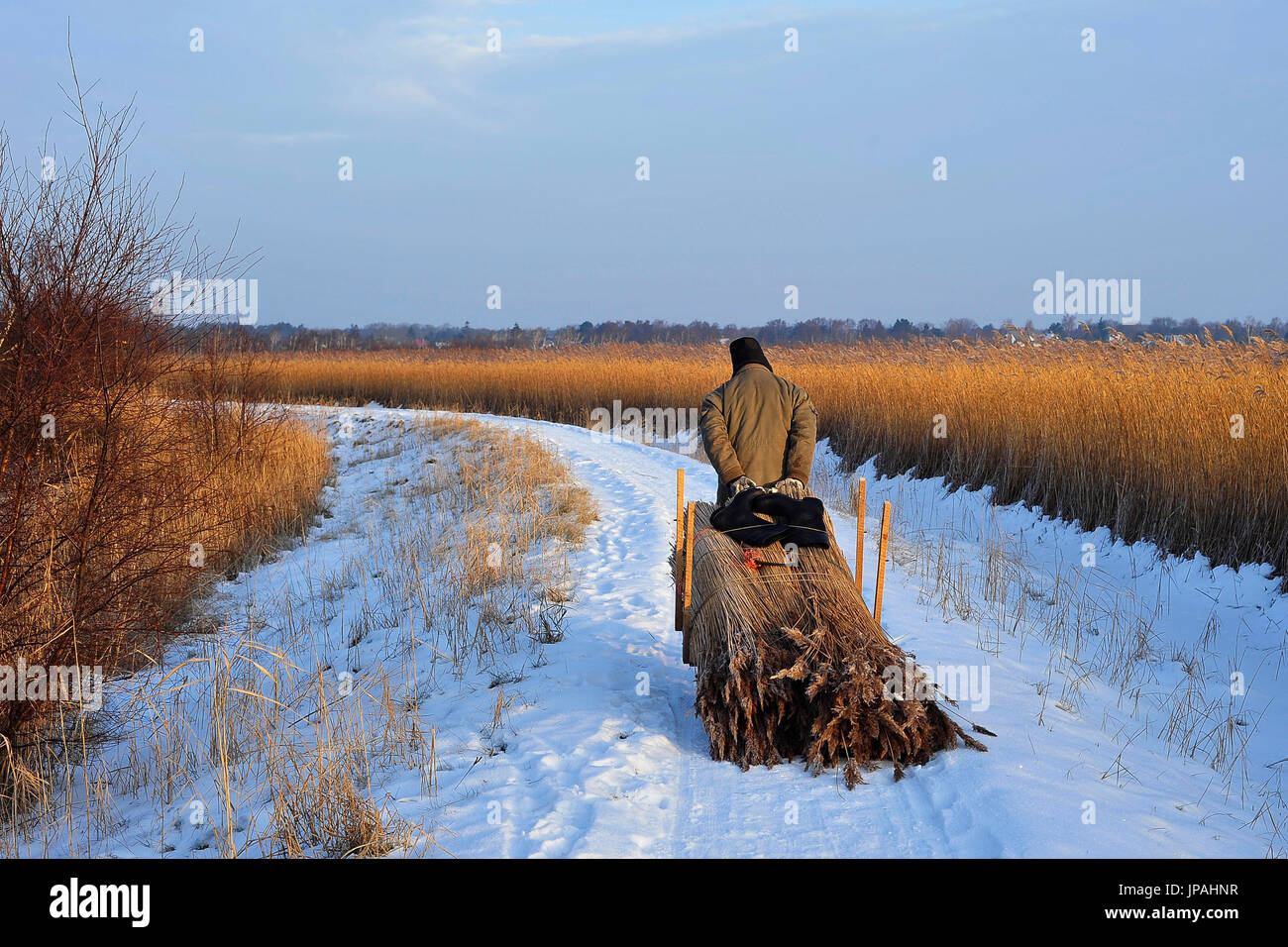 Reed processing hi-res stock photography and images - Alamy