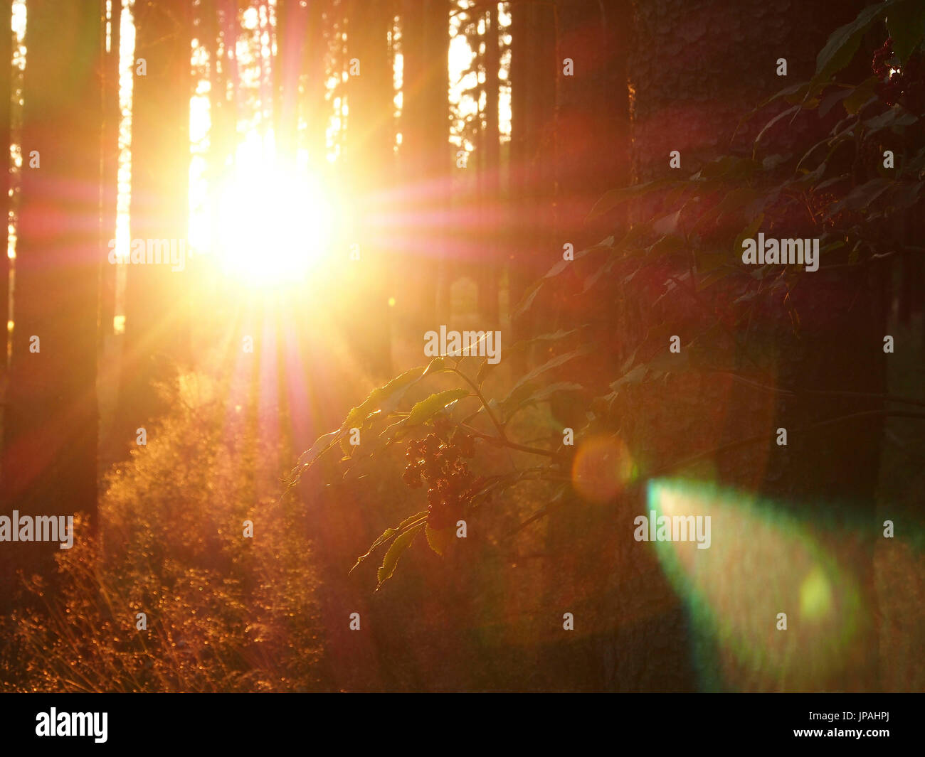 Back light in the wood Stock Photo - Alamy
