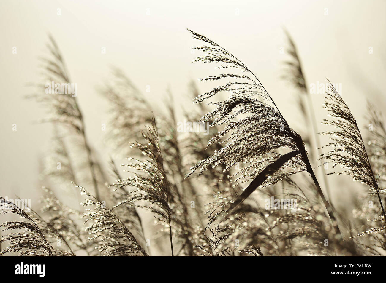 Reed in the back light Stock Photo - Alamy