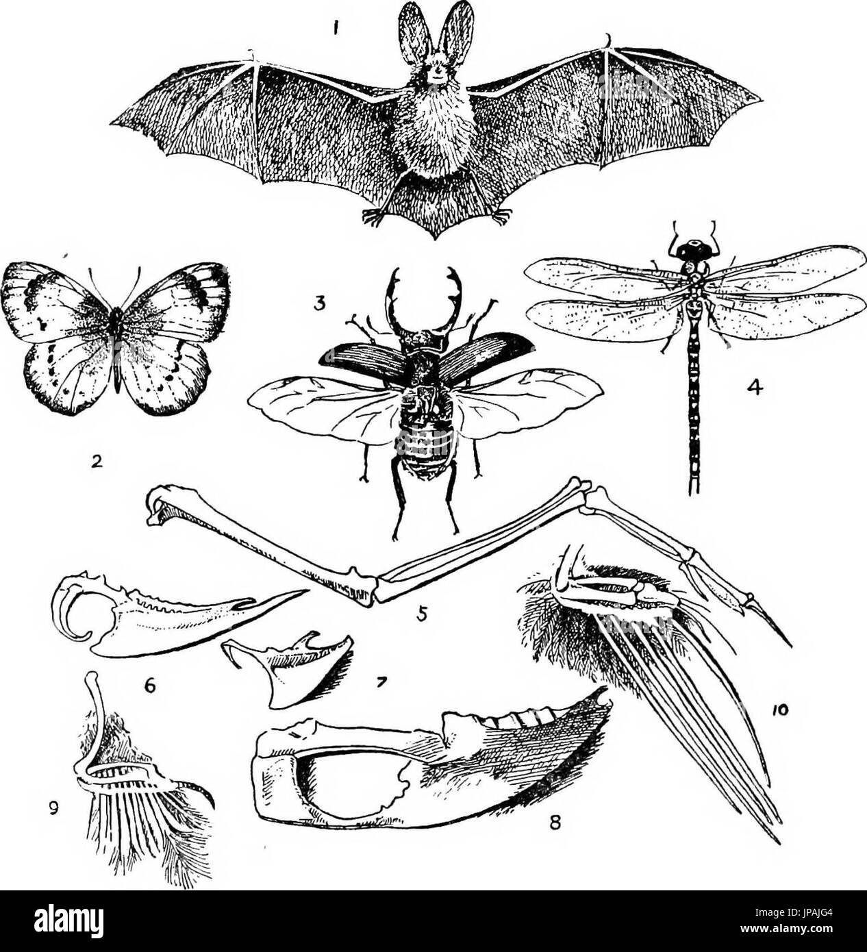 Butterfly collection antique Black and White Stock Photos & Images - Alamy