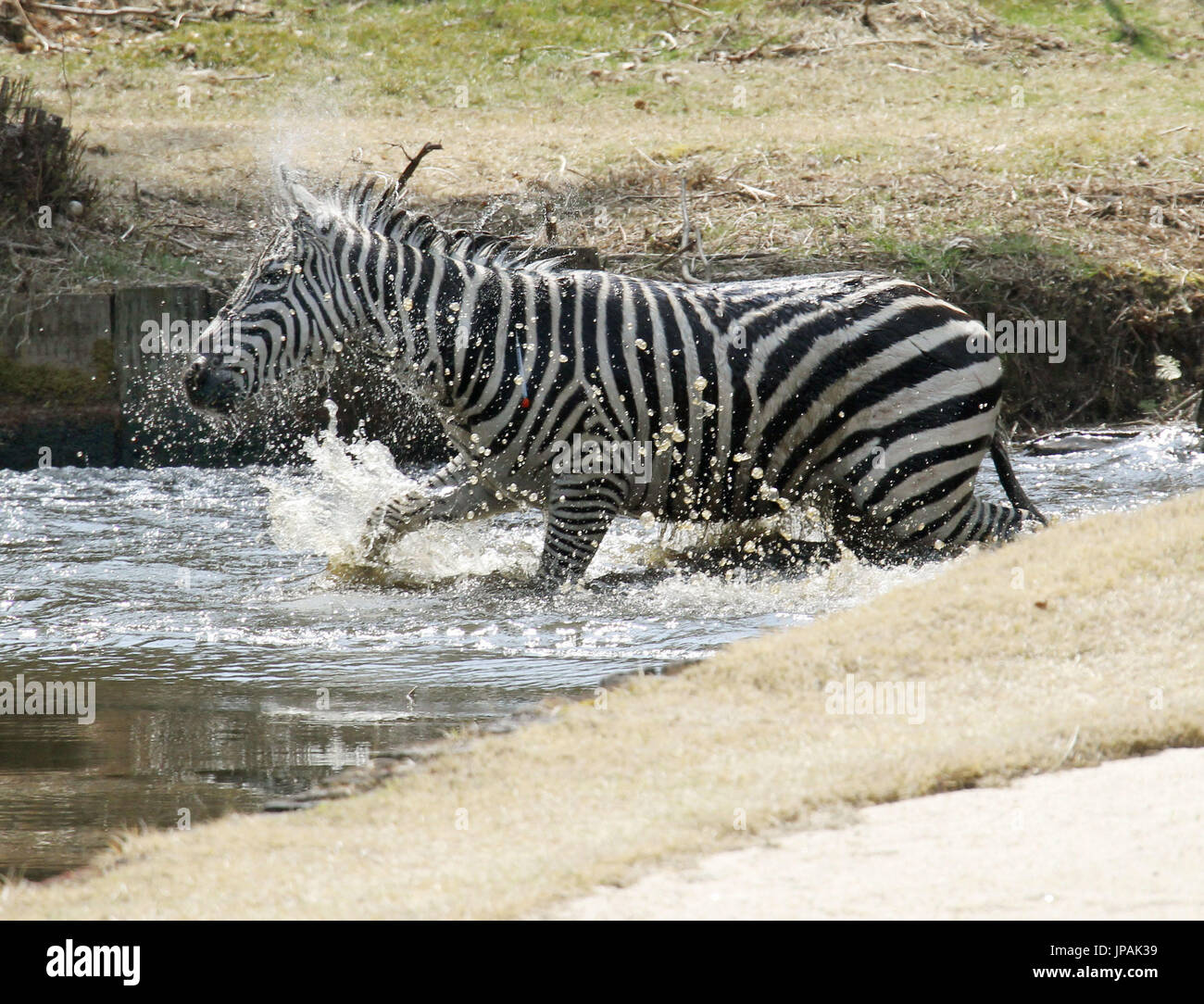 A runaway zebra struggles in a golf course pond in Toki, Gifu ...