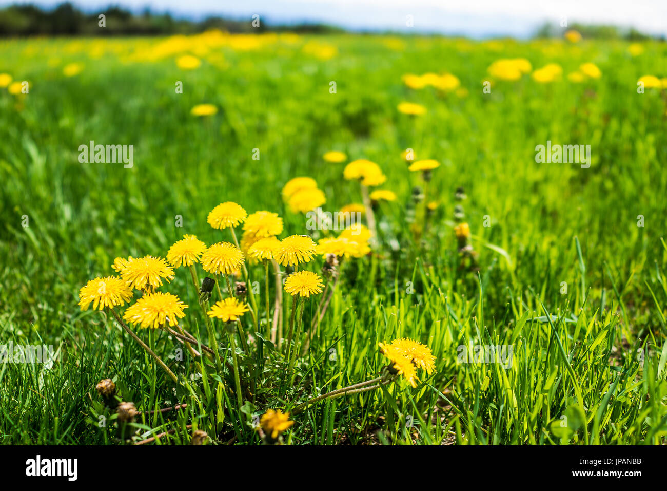 Group of yellow dandelion flowers in green grass in Quebec, Canada ...