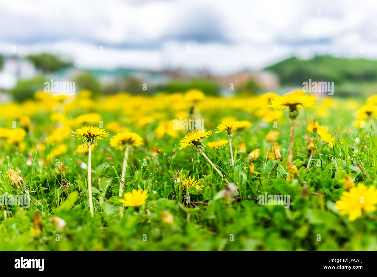 Group of yellow dandelion flowers in green grass in Quebec, Canada ...