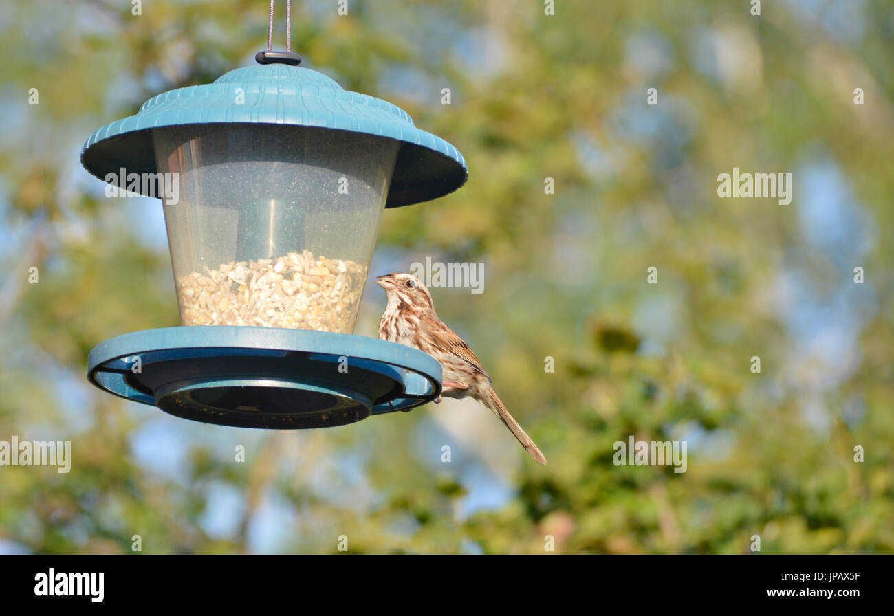Wren winter birdfeeder hi-res stock photography and images - Alamy