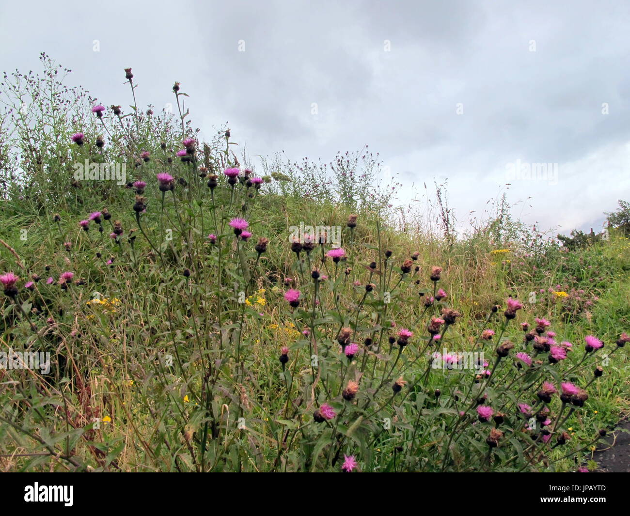 rough ground hill covered with thistles and long grass grey cloudy sky ...