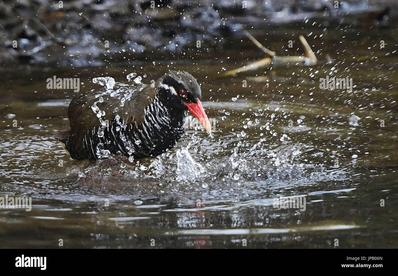 An Okinawa rail, designated a Japanese natural treasure, is pictured in ...
