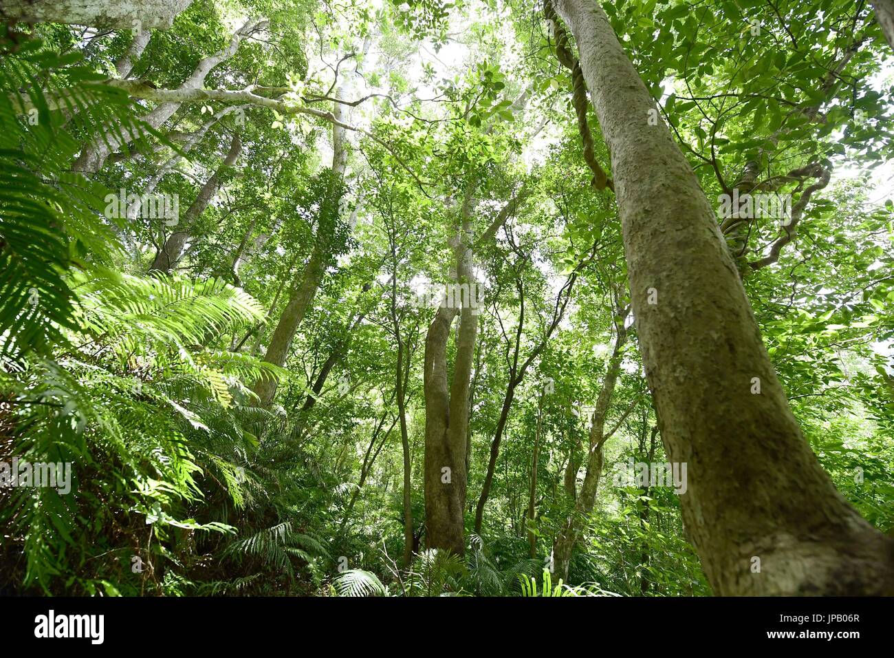 The semitropical forest in the Yambaru region of Japan's southernmost ...