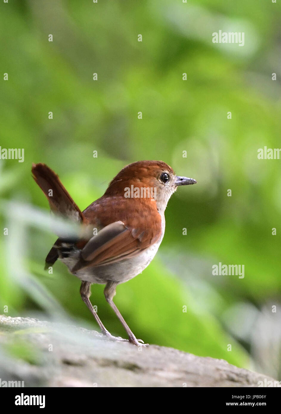 A Ryukyu robin, designated a Japanese natural treasure, is pictured in ...