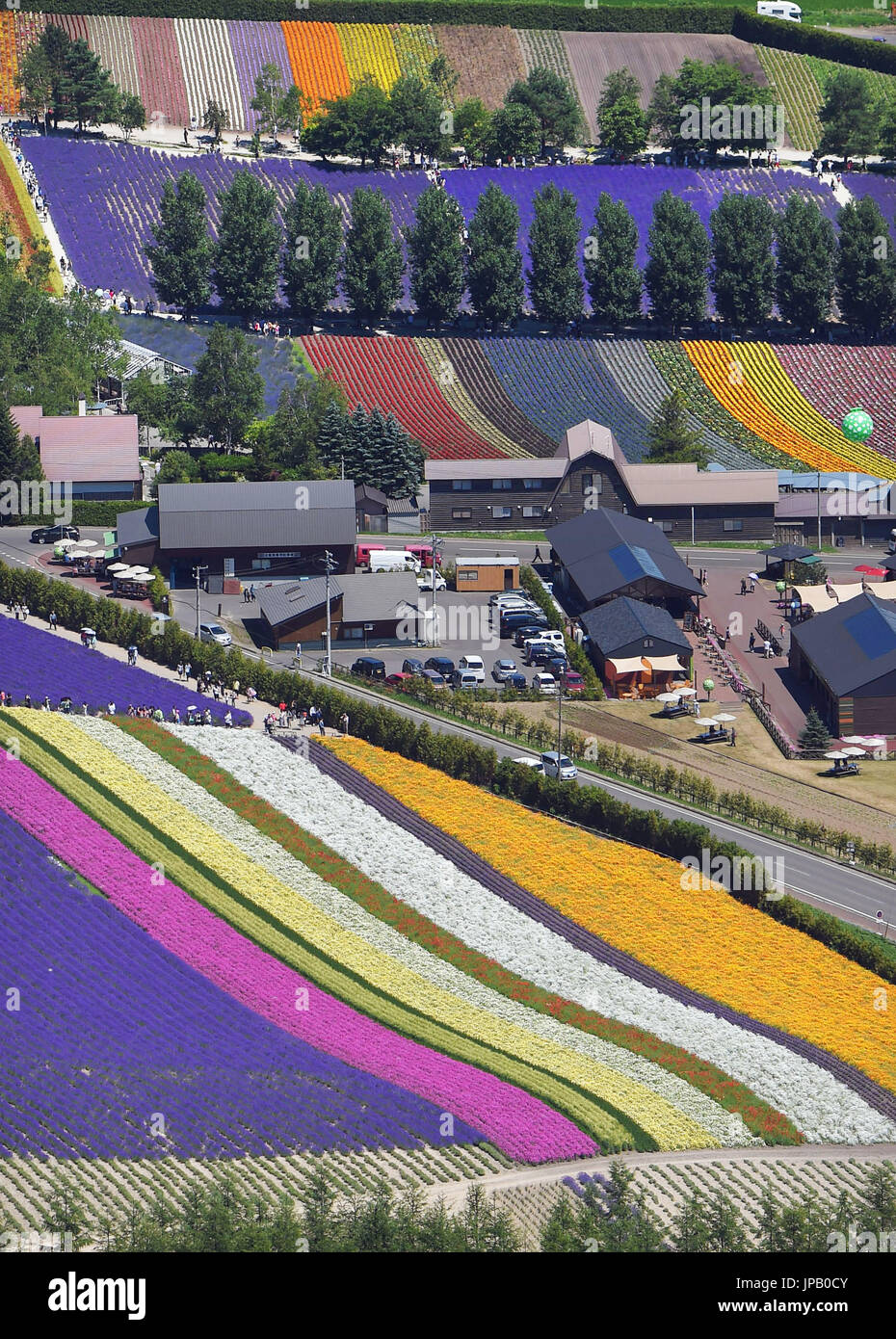 Photo taken from a Kyodo News airplane shows millions of flowers in ...