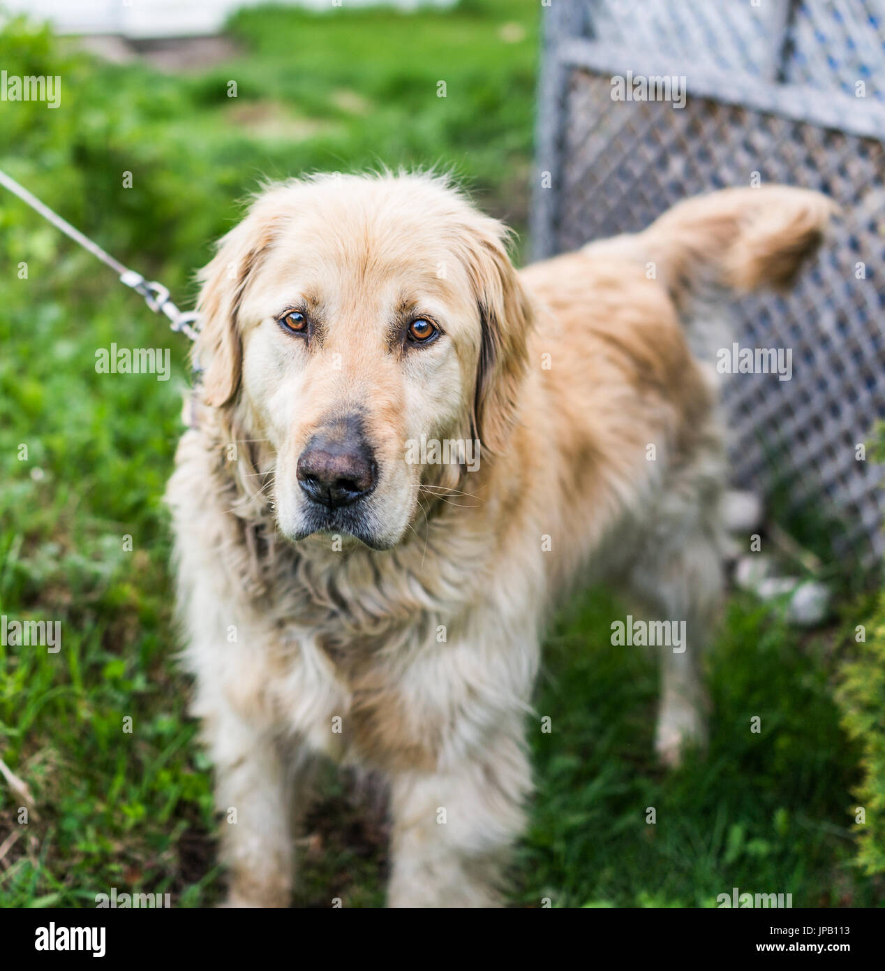 Golden lab eyes hi-res stock photography and images - Alamy