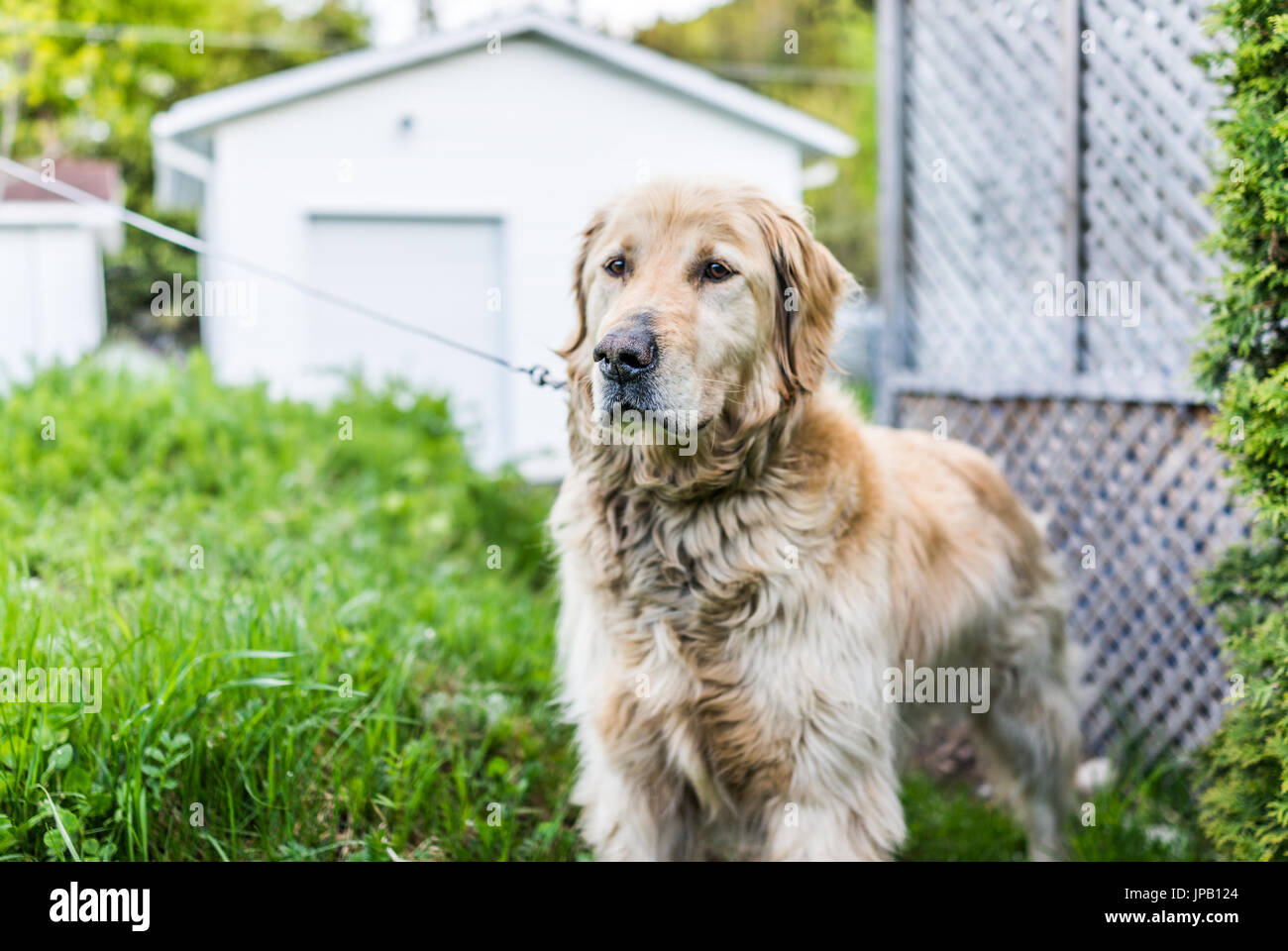 Golden retriever dog on leash sad portrait in summer grass Stock Photo ...