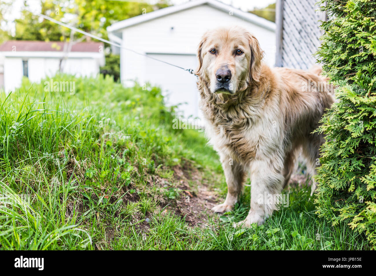 Dog shelter retriever hi-res stock photography and images - Alamy